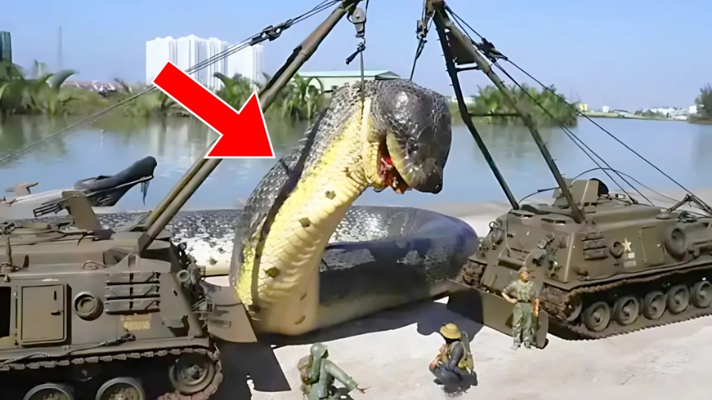 Workers Spot Giant Snake – You Won’t Believe What They Found Inside!